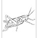 Printable Enchanting Grasshopper Coloring Pages for Kids & Adults 35 ...