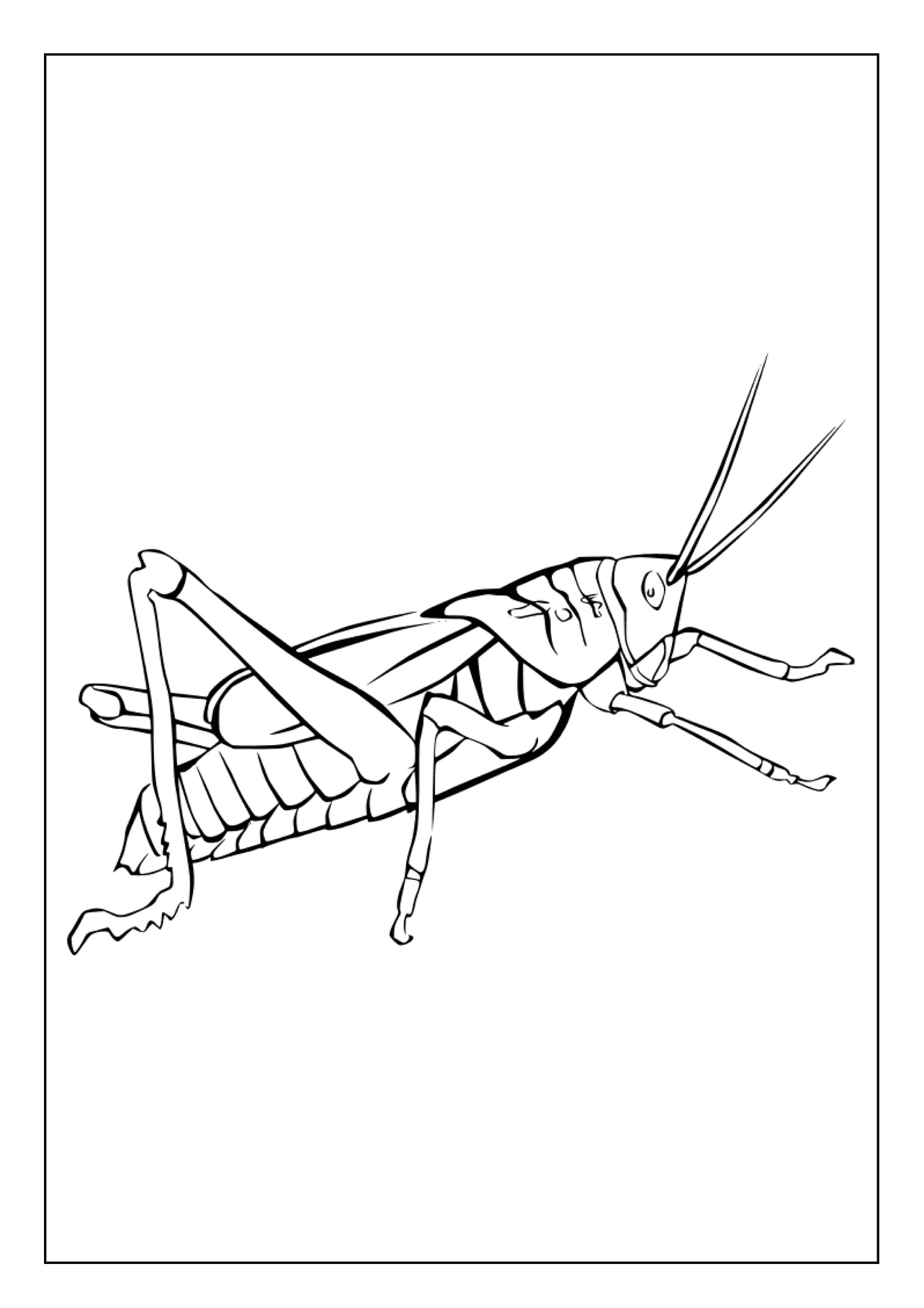 Printable Enchanting Grasshopper Coloring Pages for Kids & Adults | 35 ...