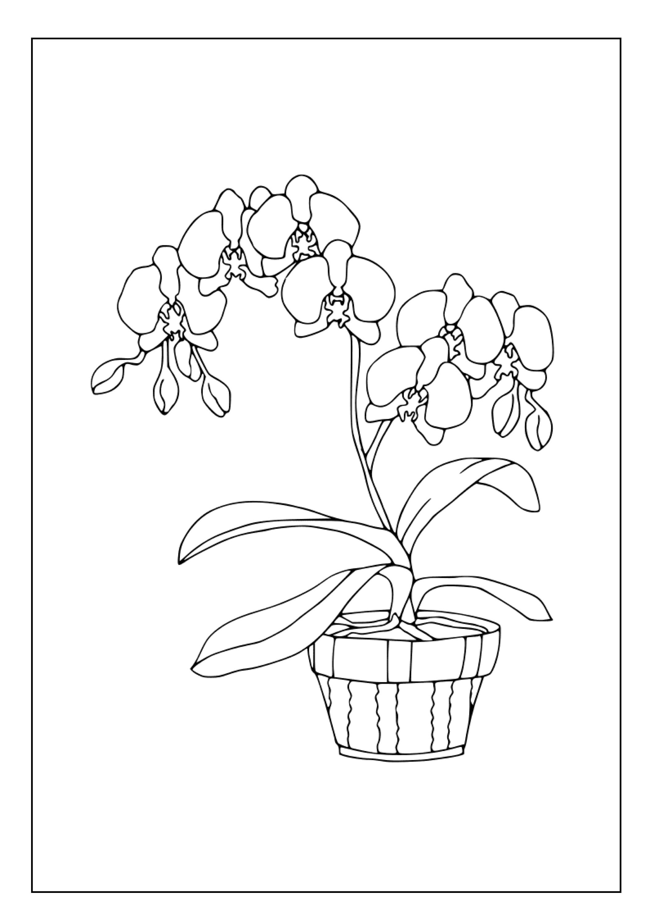 Printable Orchid Coloring Pages for Kids & Adults | 30 Pages | Instant ...