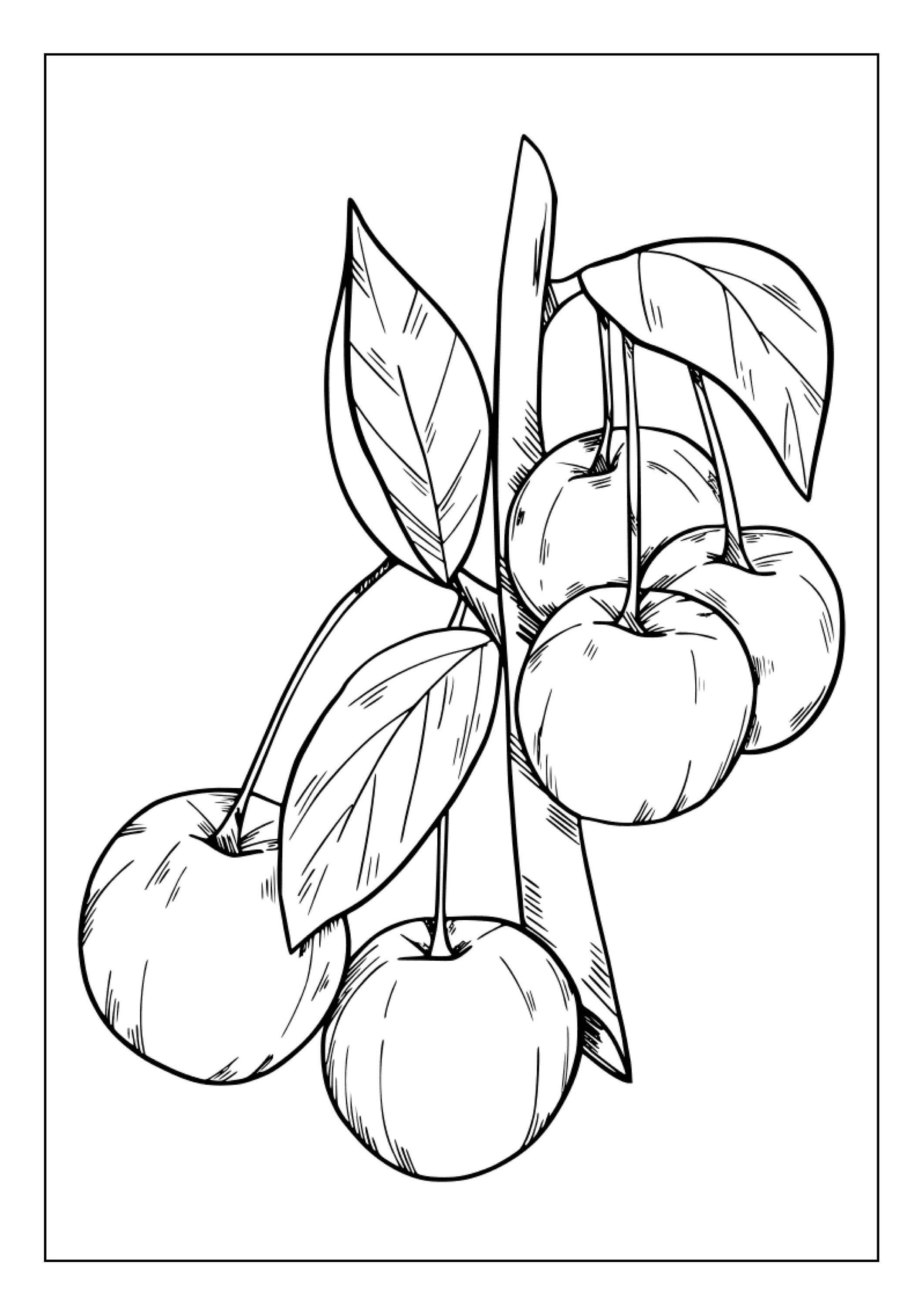 Printable Cherry Coloring Pages for Kids & Adults | 35 Pages | Instant ...
