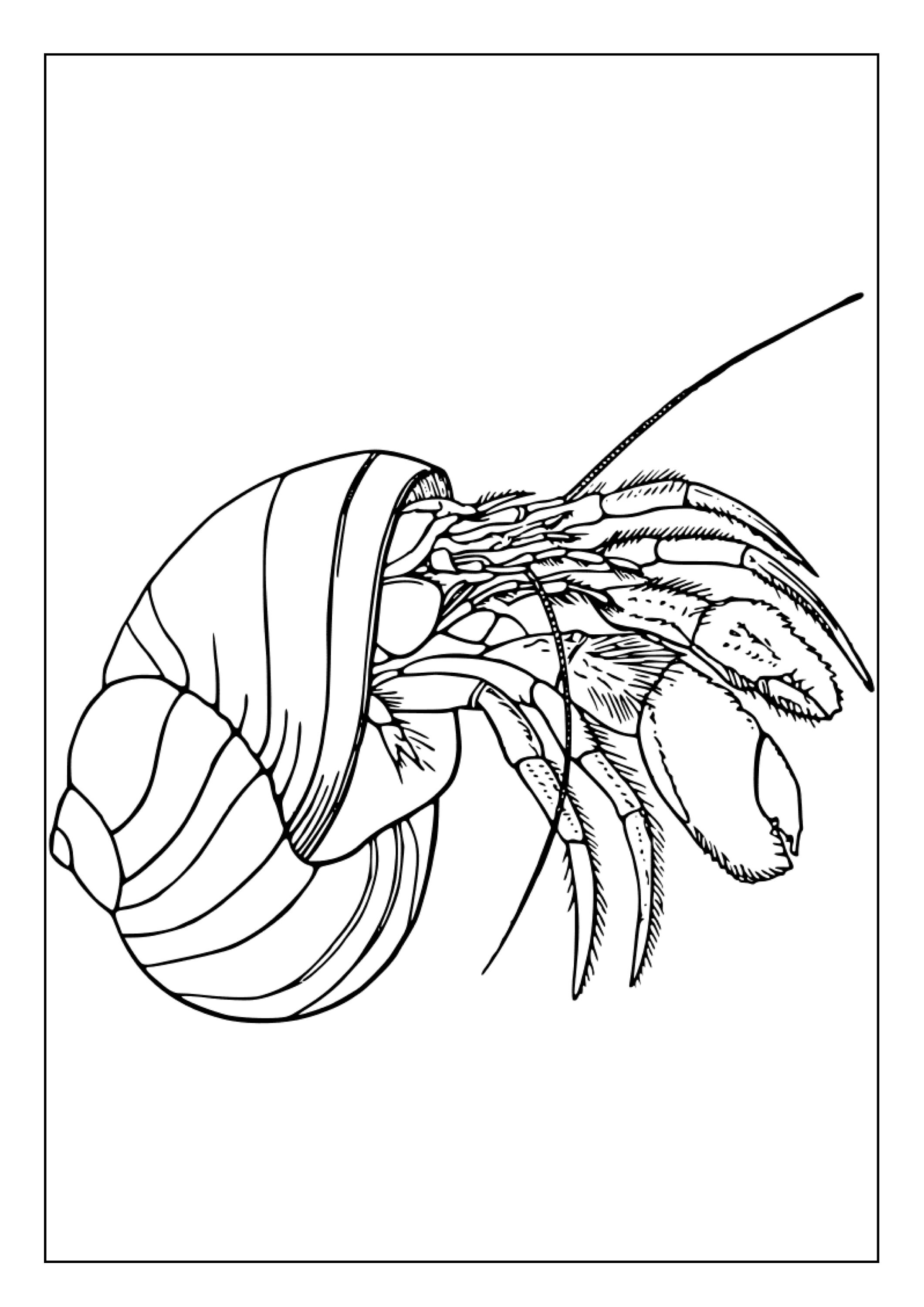 Printable Crabs Coloring Pages for Kids and Adults 40 Pages Instant ...