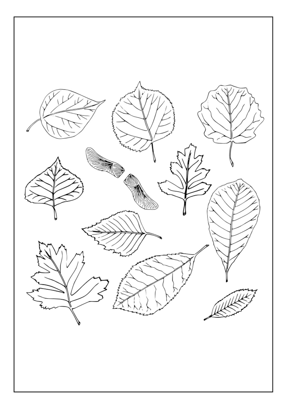 Printable Leaves Coloring Pages for Kids & Adults 80 Pages Digital ...