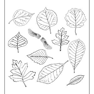 Printable Leaves Coloring Pages for Kids & Adults | 80 Pages | Digital ...