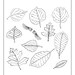 Printable Leaves Coloring Pages for Kids & Adults 80 Pages Digital ...