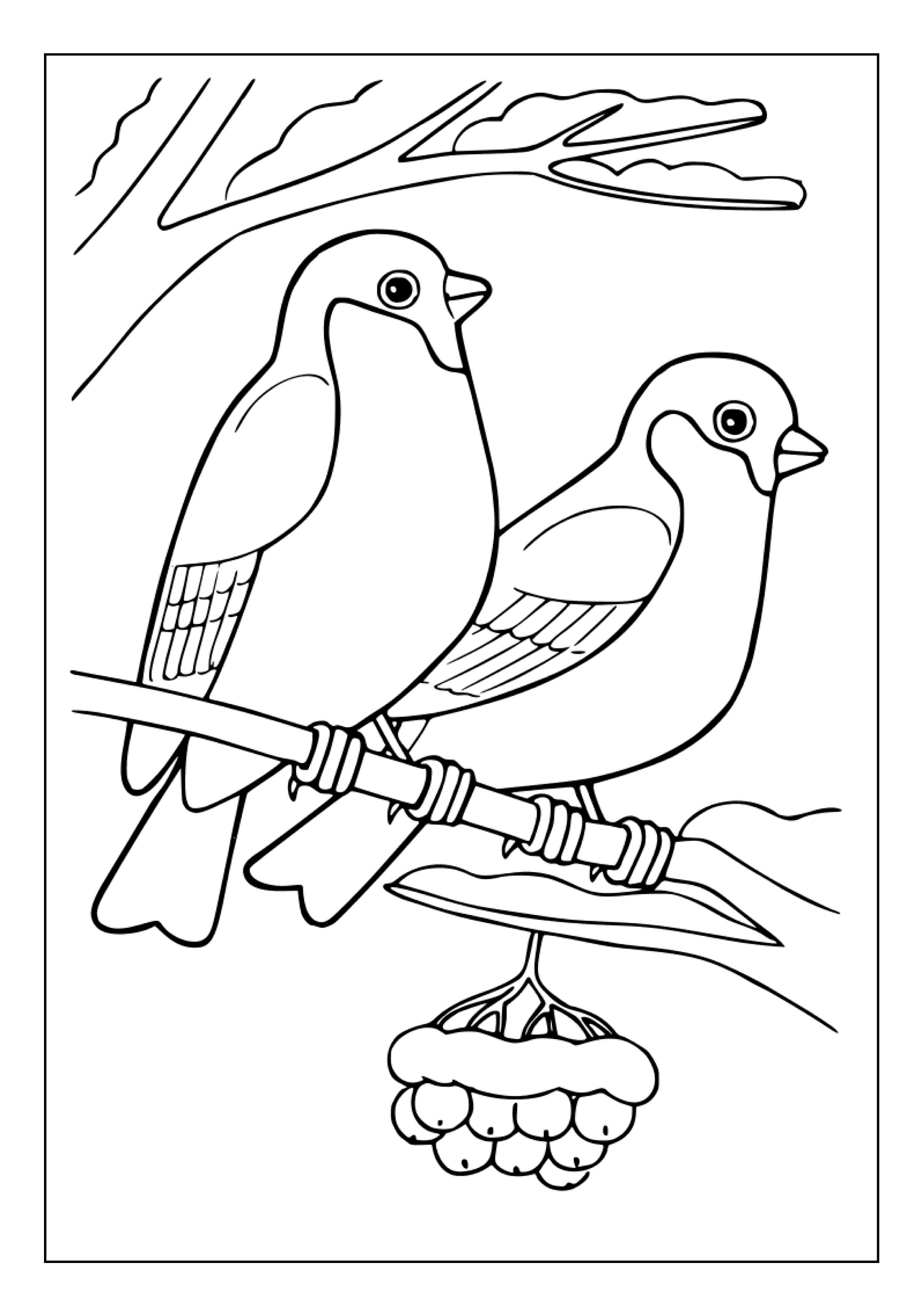 Printable Bird Coloring Pages for Kids and Adults | 70 Pages | Instant ...
