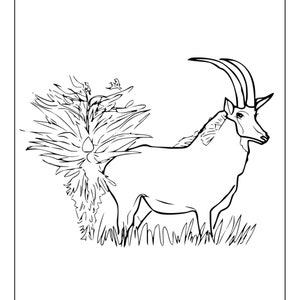 Printable Antelope Coloring Pages for Kids & Adults |35 Pages | Digital ...