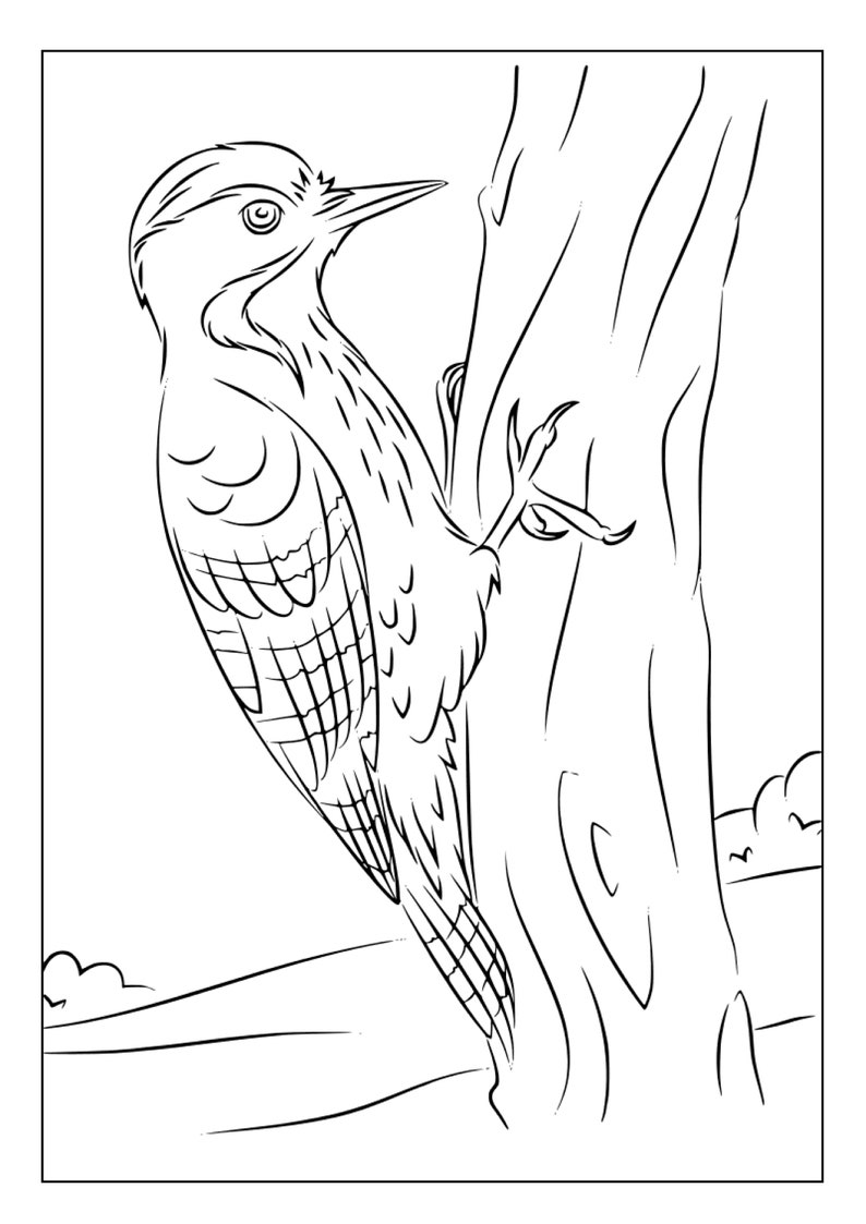 Printable Bird Coloring Pages for Kids and Adults | 70 Pages | Instant ...