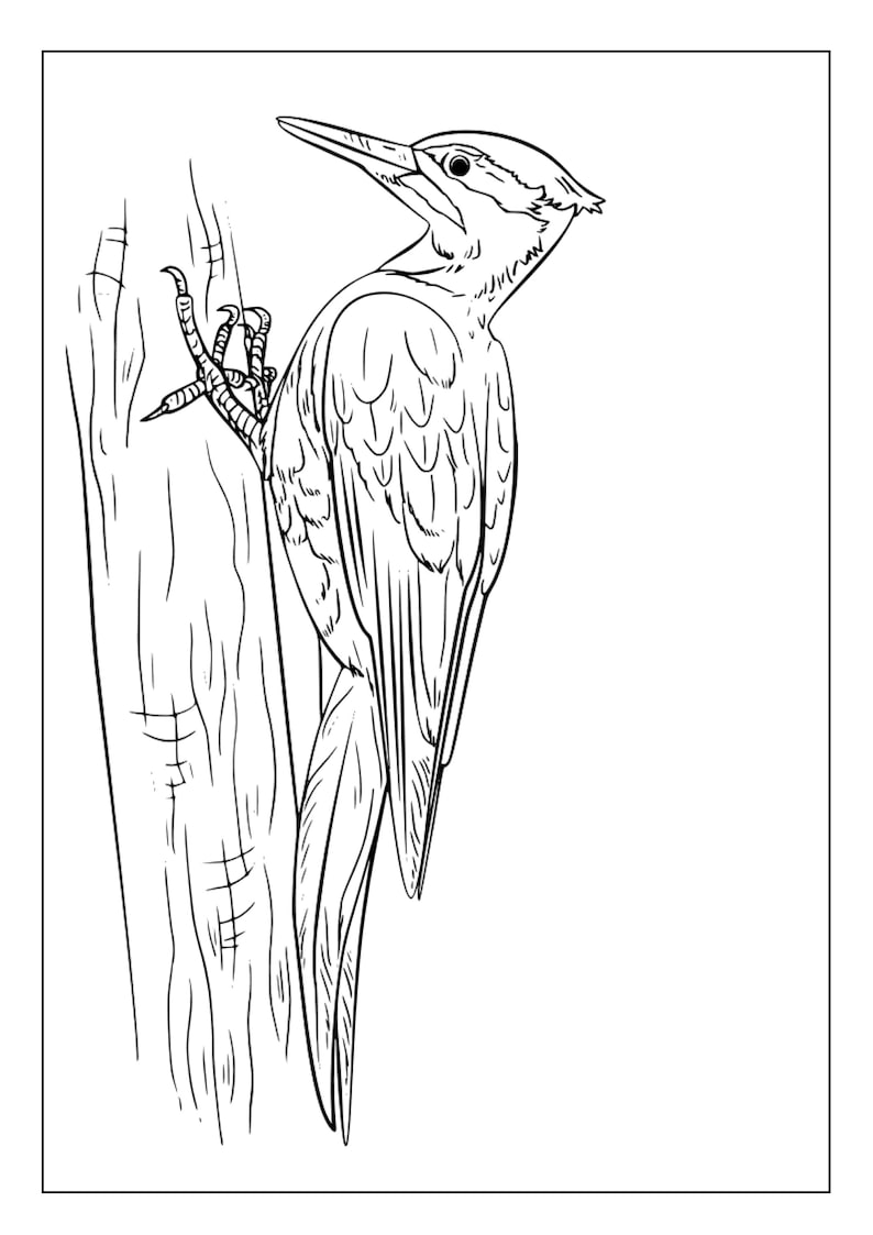 Printable Woodpecker Coloring Pages for Kids & Adults | 25 Pages ...