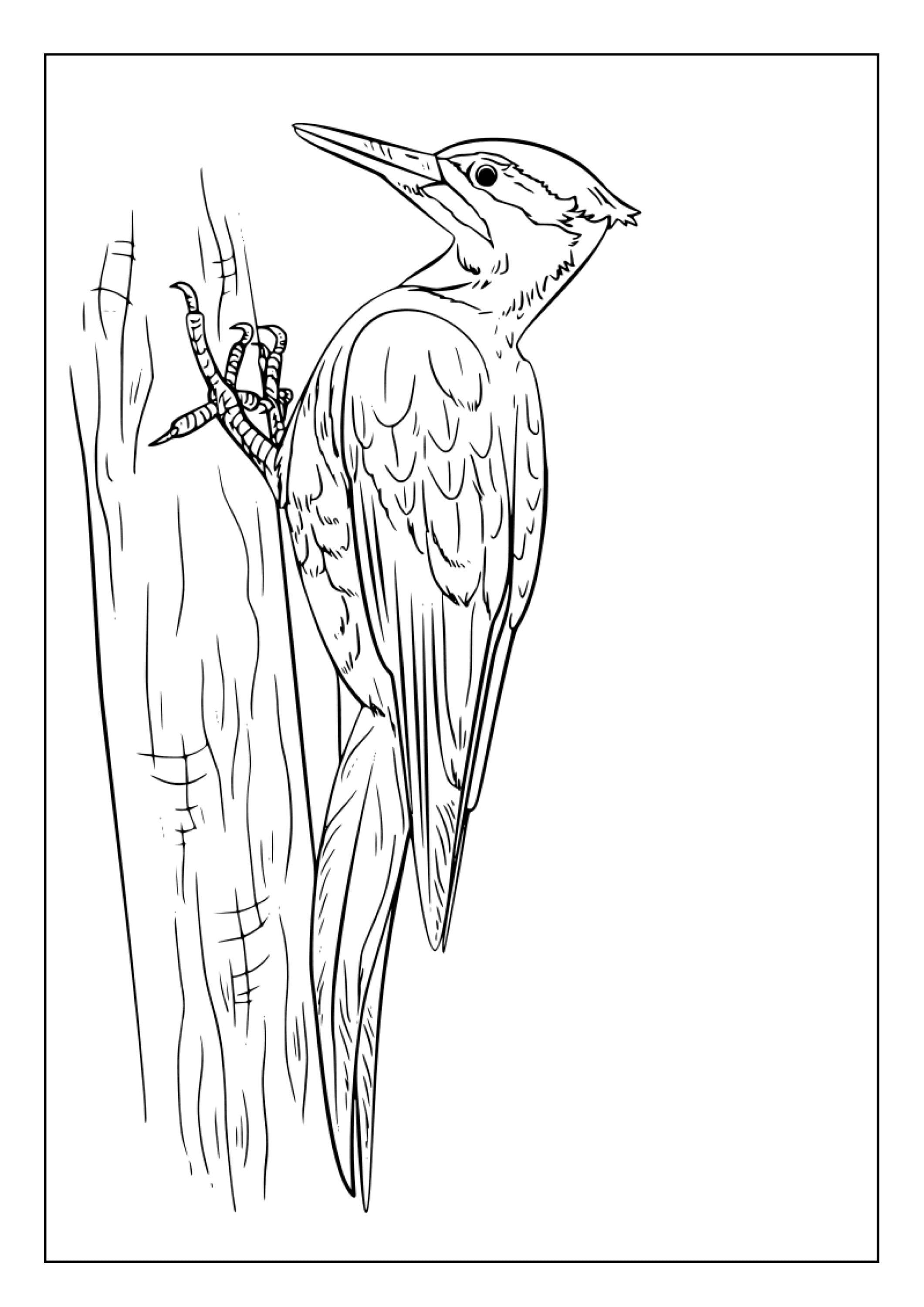 Printable Woodpecker Coloring Pages for Kids & Adults | 25 Pages ...