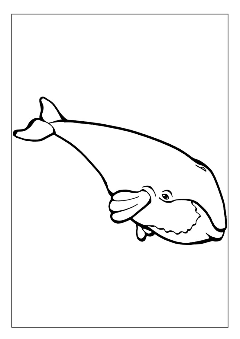 Printable Whale Coloring Pages for Kids and Adults | 90 Pages | Instant ...