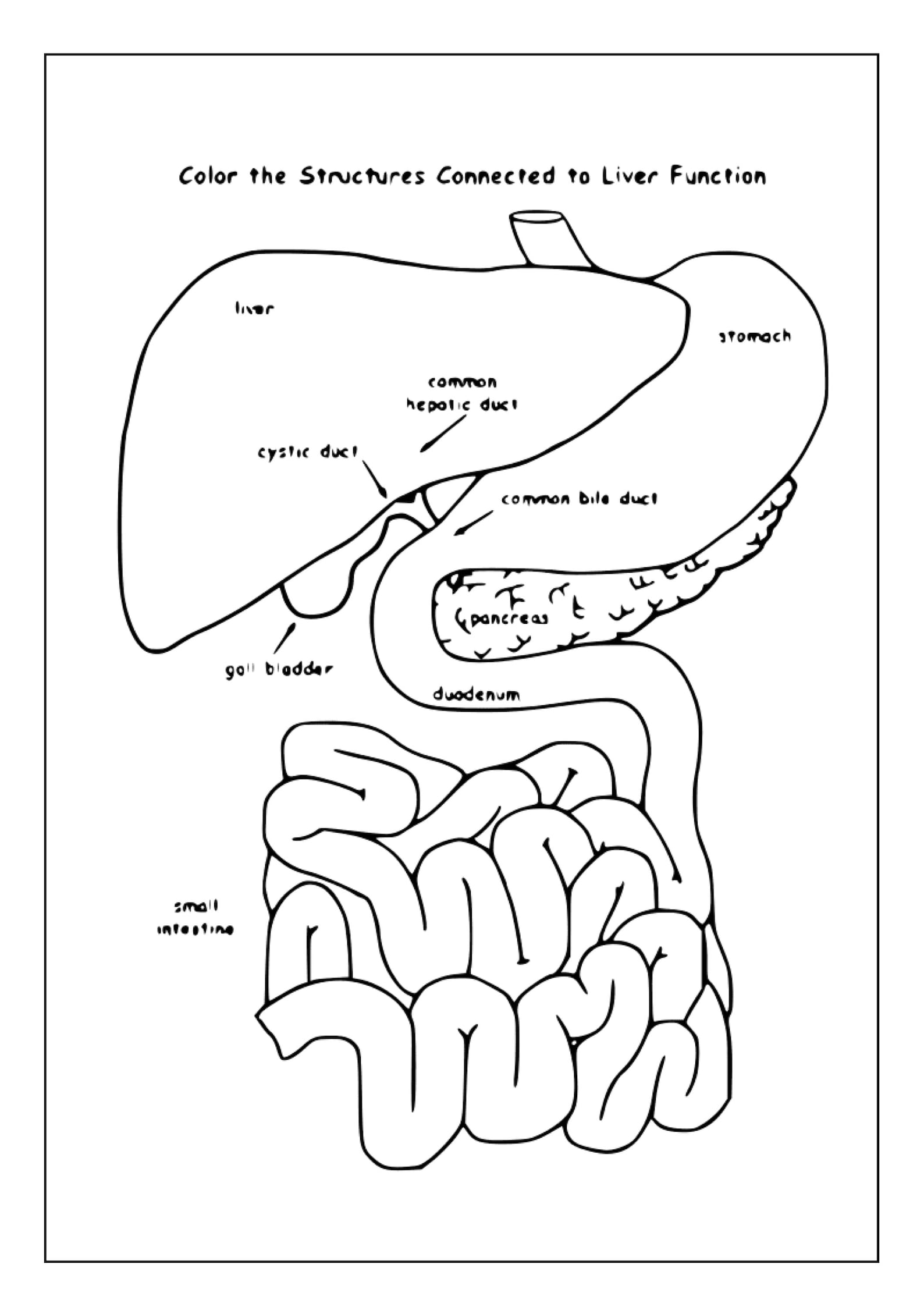 Printable Anatomy Coloring Pages for Kids & Adults | 85 Pages | Instant ...