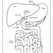 Printable Anatomy Coloring Pages for Kids & Adults | 85 Pages | Instant ...