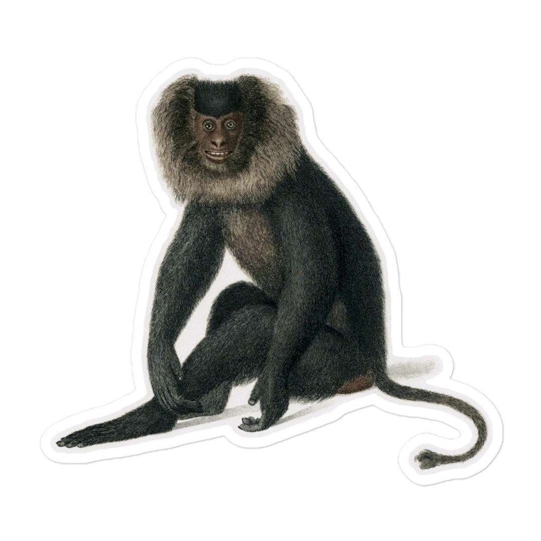 Lion Tailed Macaque Wanderoo Monkey Sticker Safari Primate Vintage ...