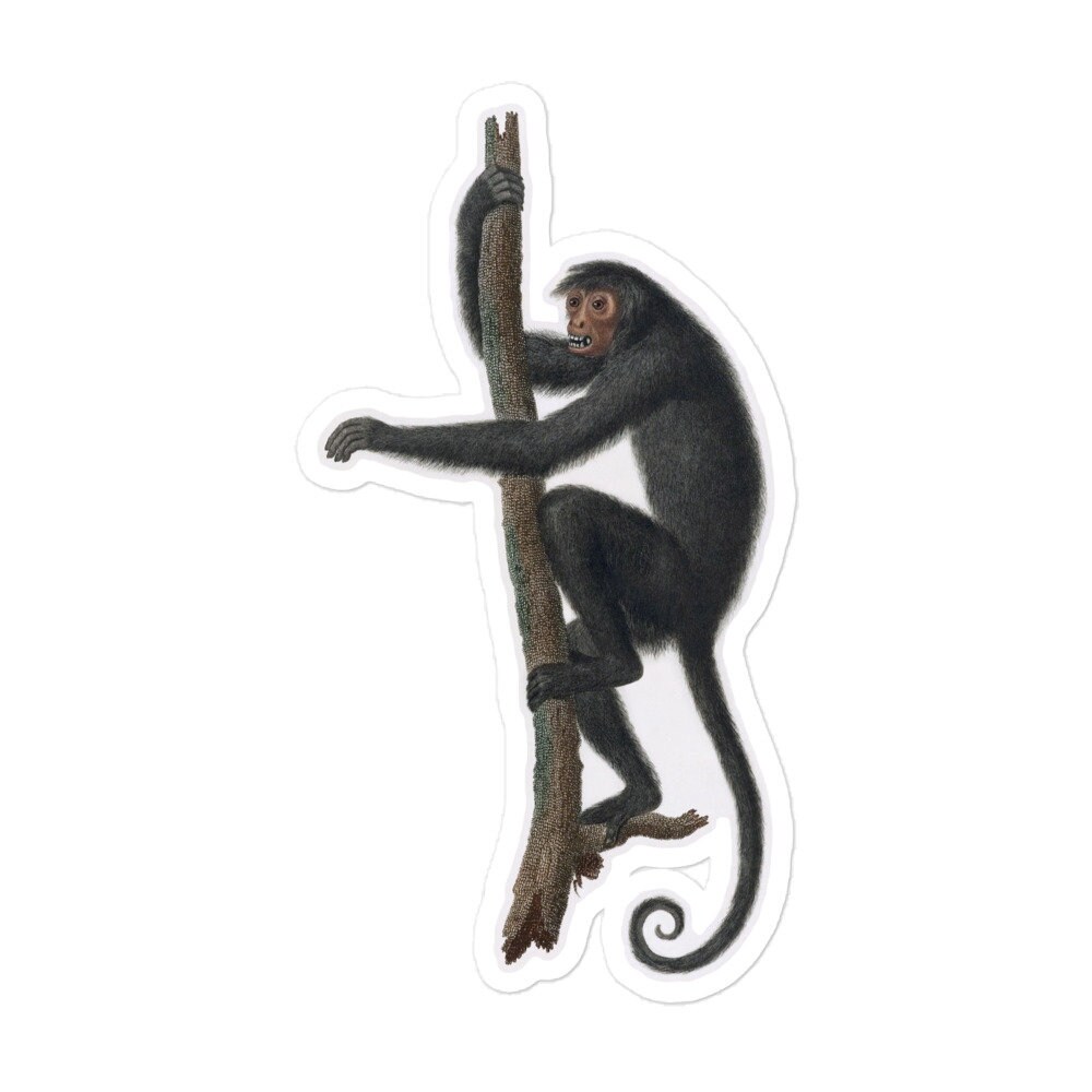 Red Faced Spider Monkey Sticker Safari Primate Vintage Retro Nursery ...