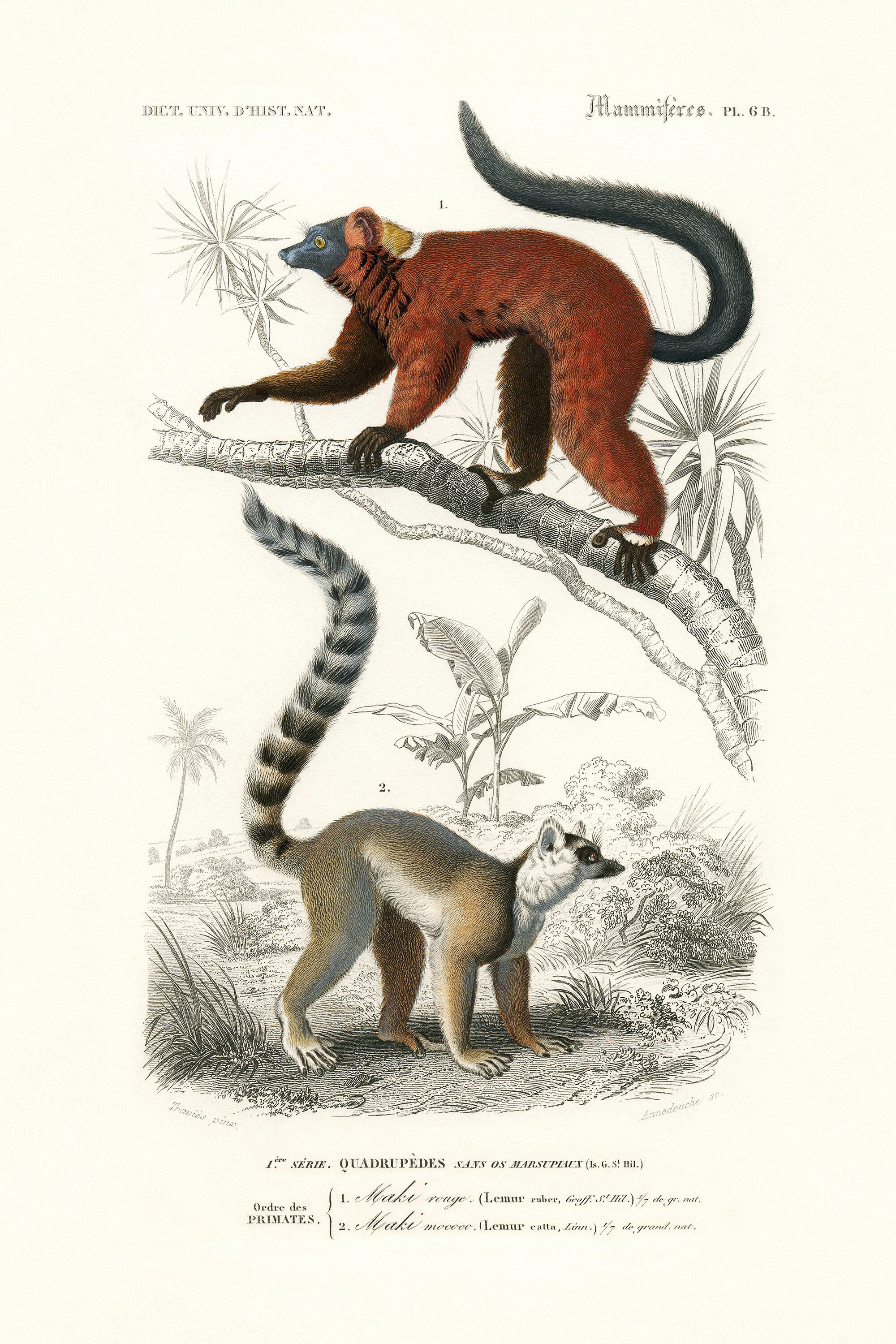 Lemur Safari Printable Wall Art, Nursery Animal Instant Download, Retro ...