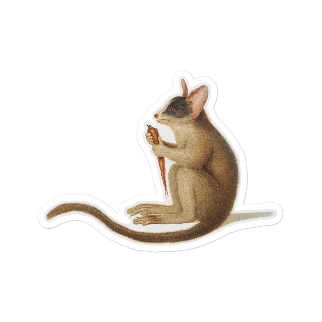 Senegal Bushbaby Monkey Sticker Safari Primate Vintage Retro Nursery ...