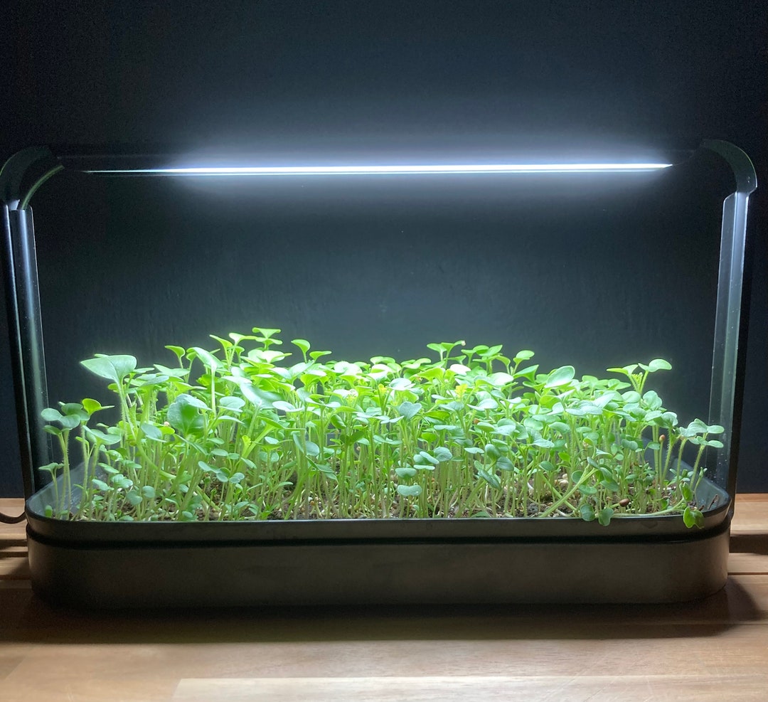 Grow'in Farm, Microgreens Farm, Complete Kit for Growing Your Micro ...