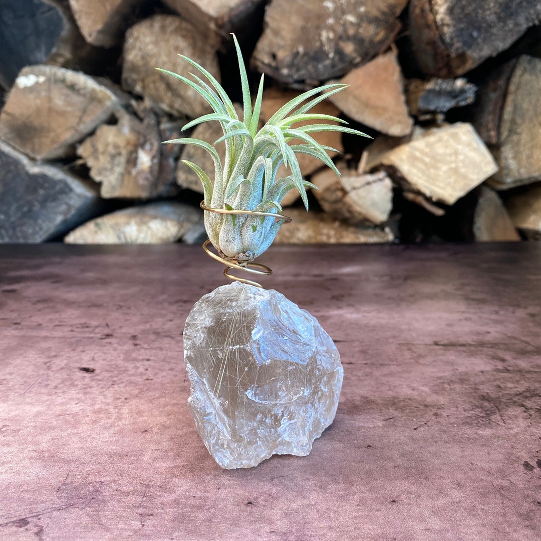 RAW Gold Rutilated Quartz Crystal AIR PLANT Holder - Etsy