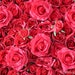 Red Large Rose Flower Wall,red Floral Panel Wall,5d Artificial Flower ...