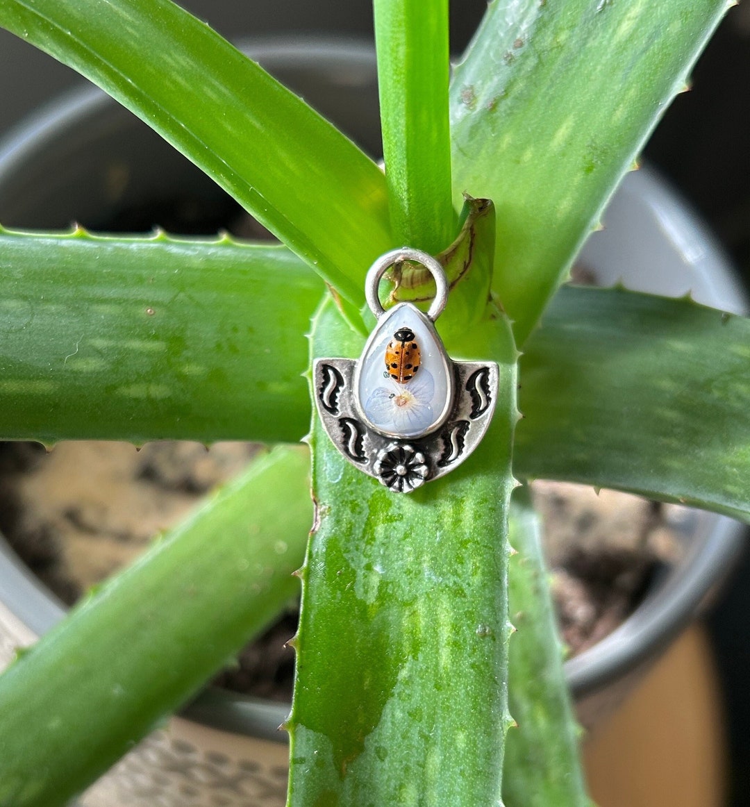 Real Ladybug Necklace Bug Jewelry Insect Jewelry Cruelty - Etsy