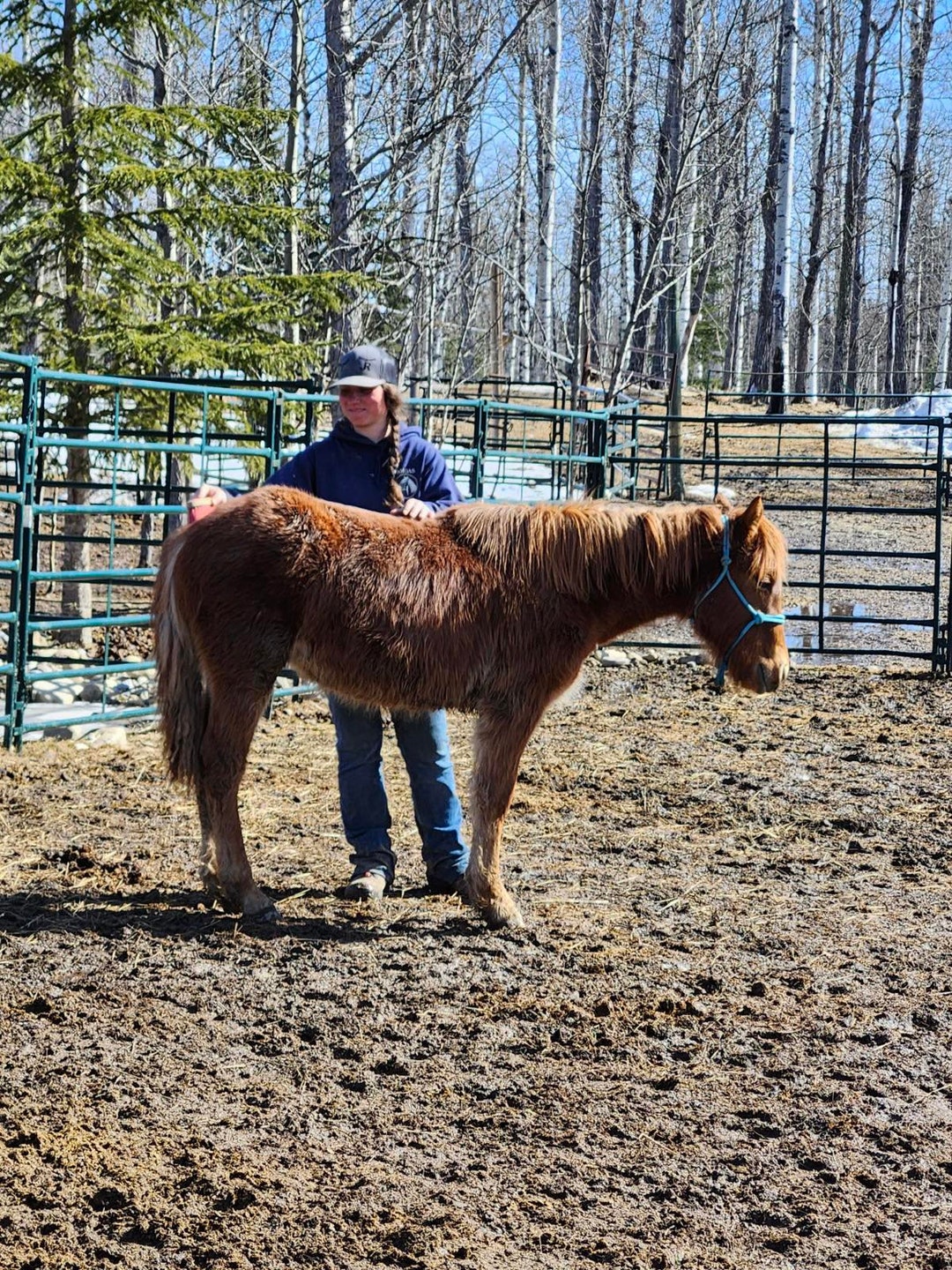 Handmade Rope Halter for Yearling and Pony, Equestrian, Western ...