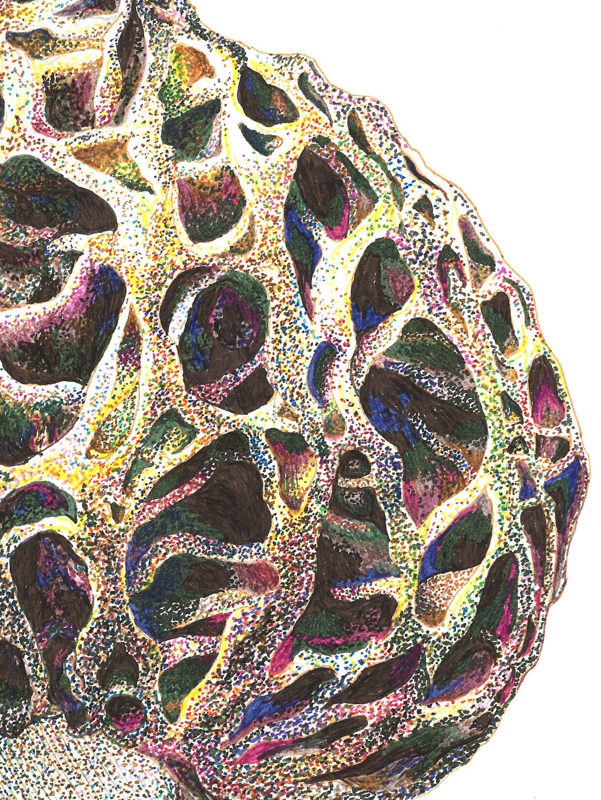 Morel Mushroom Print - Etsy