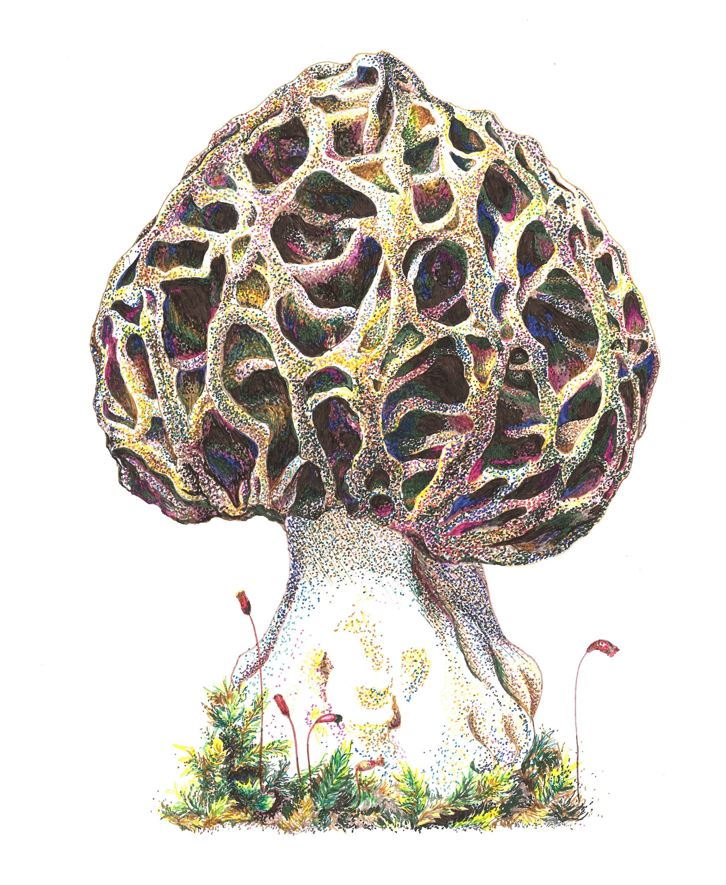 Morel Mushroom Print - Etsy