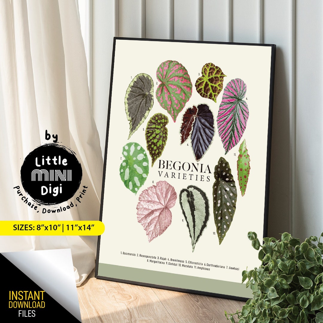 Begonia Varieties Digital Art Print Poster, Begoniaceae Genus Poster ...