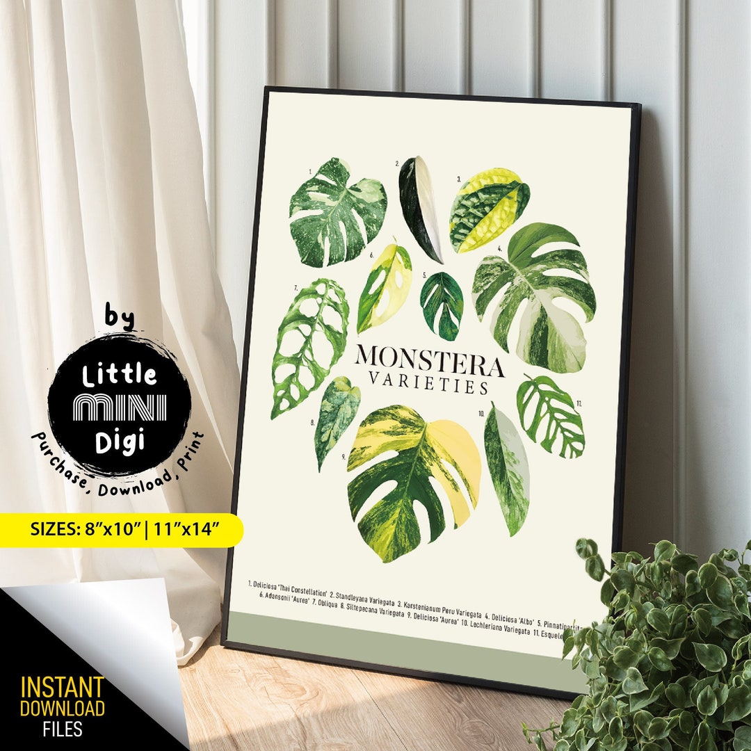 Monstera Varieties Art Print: Houseplant ID Chart (digital Download) - Etsy