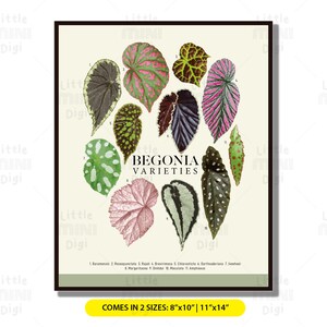 Begonia Varieties Digital Art Print Poster, Begoniaceae Genus Poster ...