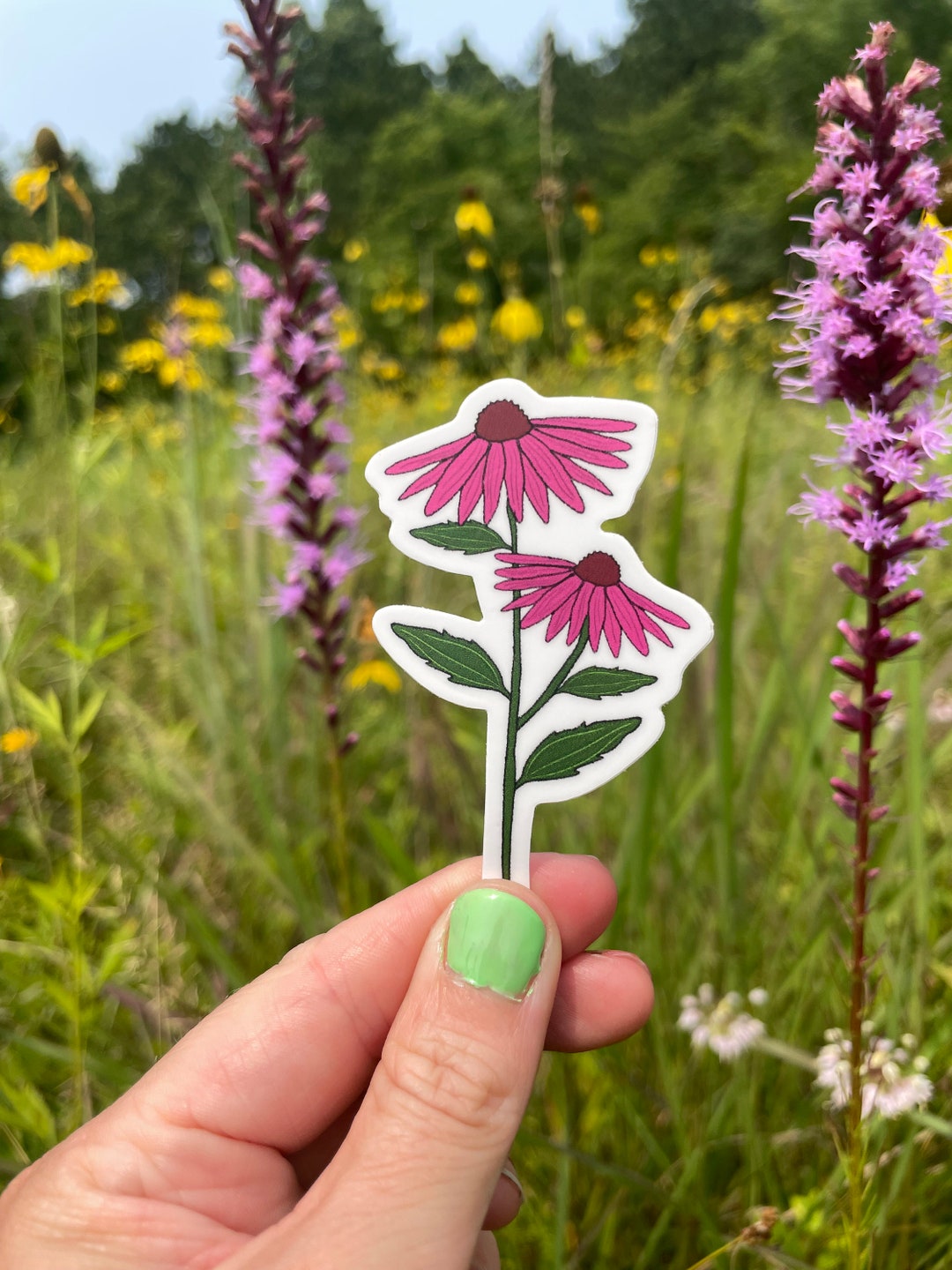 Purple Coneflower Sticker - Etsy