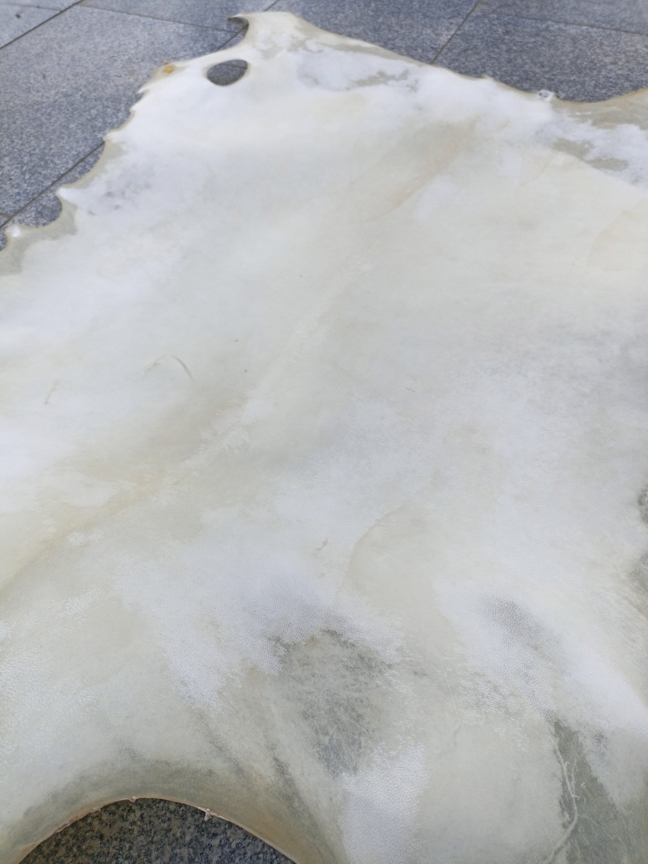 Natural Goatskin Parchment - Handmade Vellum - Real Parchment - Goat ...