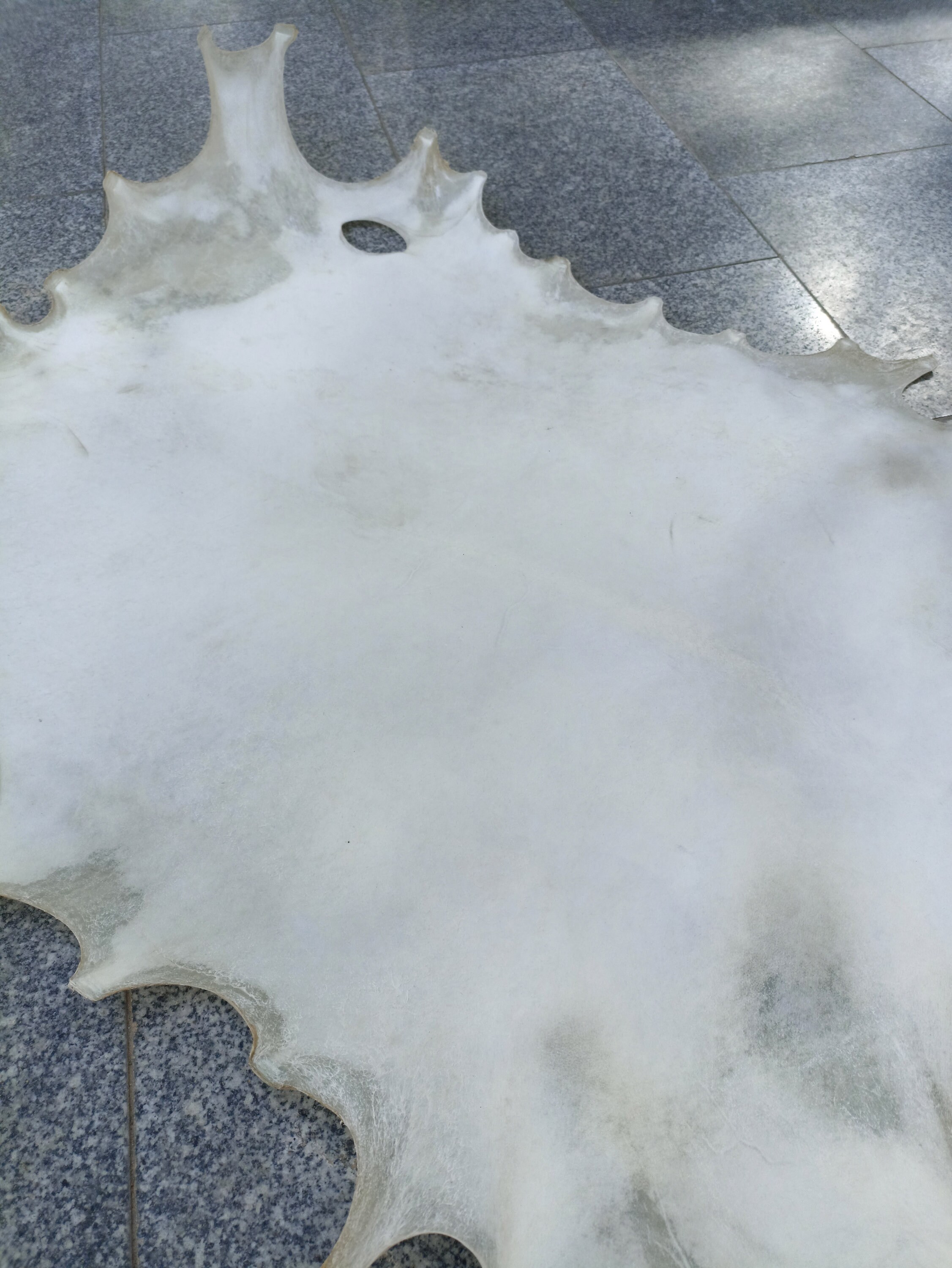 Natural Goatskin Parchment - Handmade Vellum - Real Parchment - Goat ...