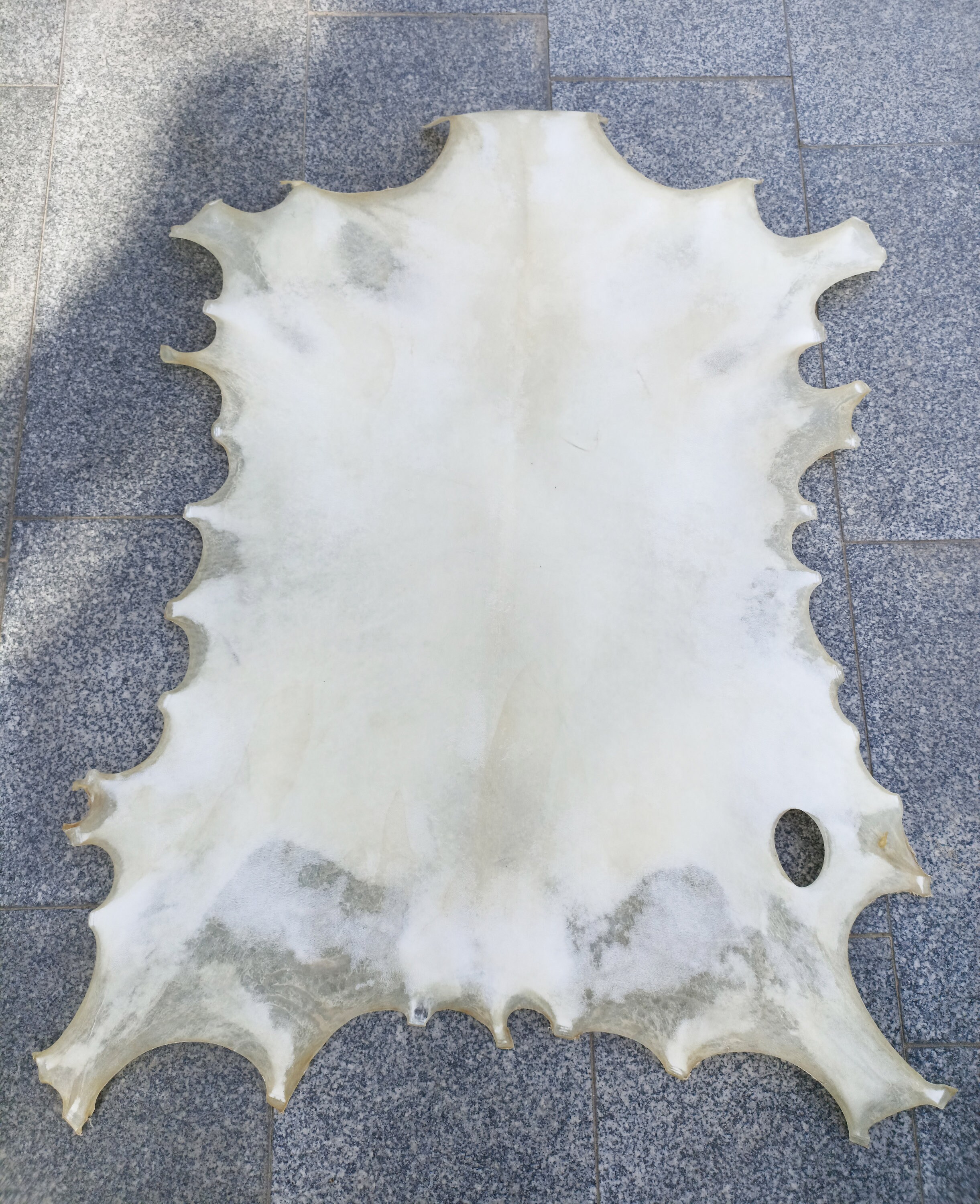 Natural Goatskin Parchment - Handmade Vellum - Real Parchment - Goat ...