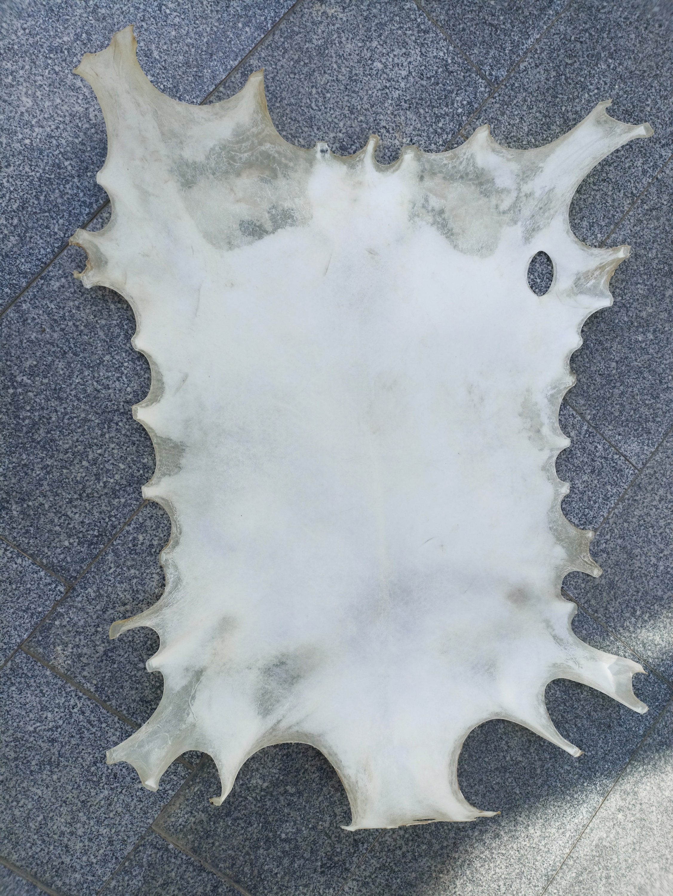 Natural Goatskin Parchment - Handmade Vellum - Real Parchment - Goat ...