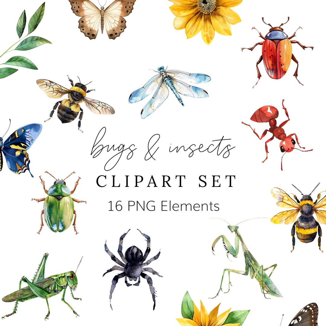 Bugs and Insects Clipart Set - PNG - Etsy