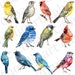 Bird Clipart Set - PNG - Etsy Canada