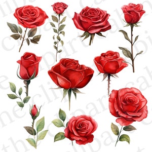 Watercolor Red Rose Clipart Set - PNG - Instant Download - Etsy UK