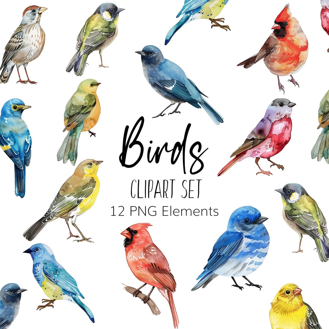 Bird Clipart Set - PNG - Etsy