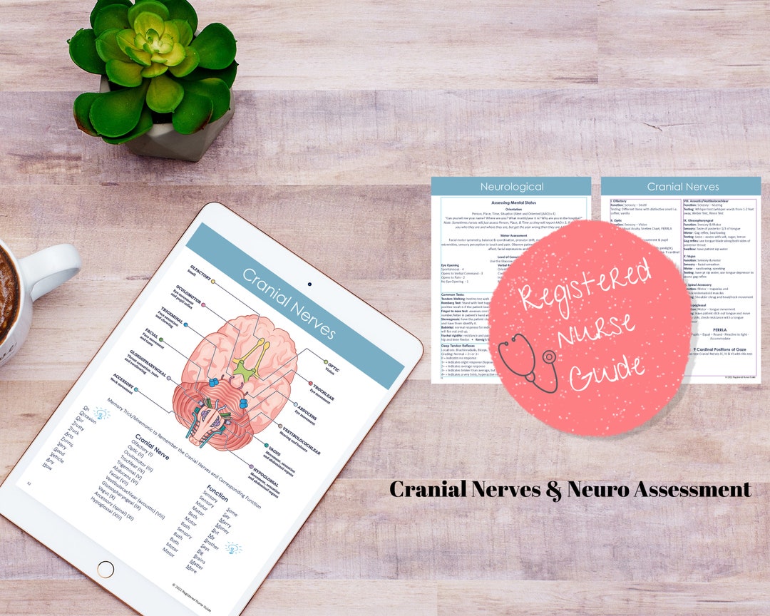 Cranial Nerves Study Guide Neurological Assessment Nursing School Notes ...