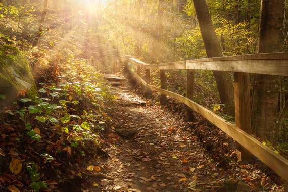 Sunrays Over Sunny Pathway at Pearsons Falls North Carolina | Etsy