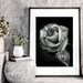 Graphite Rose Print - Etsy
