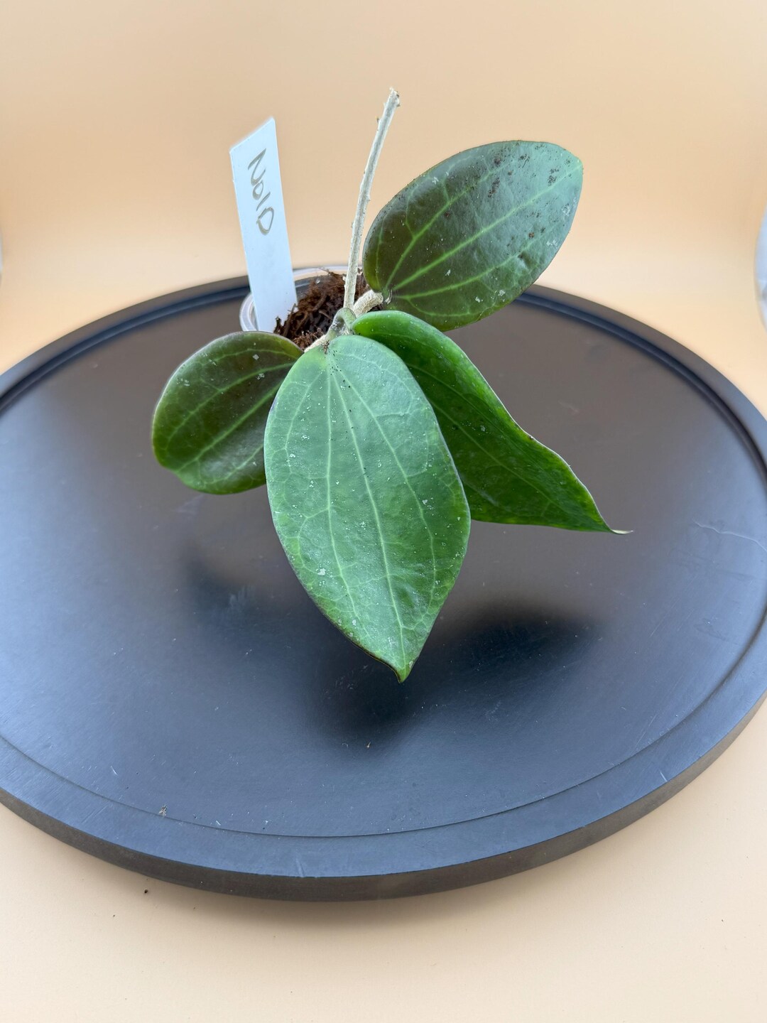 Rare NOID Hoya With Burgundy Sunstress | Rooted Cutting From Private ...