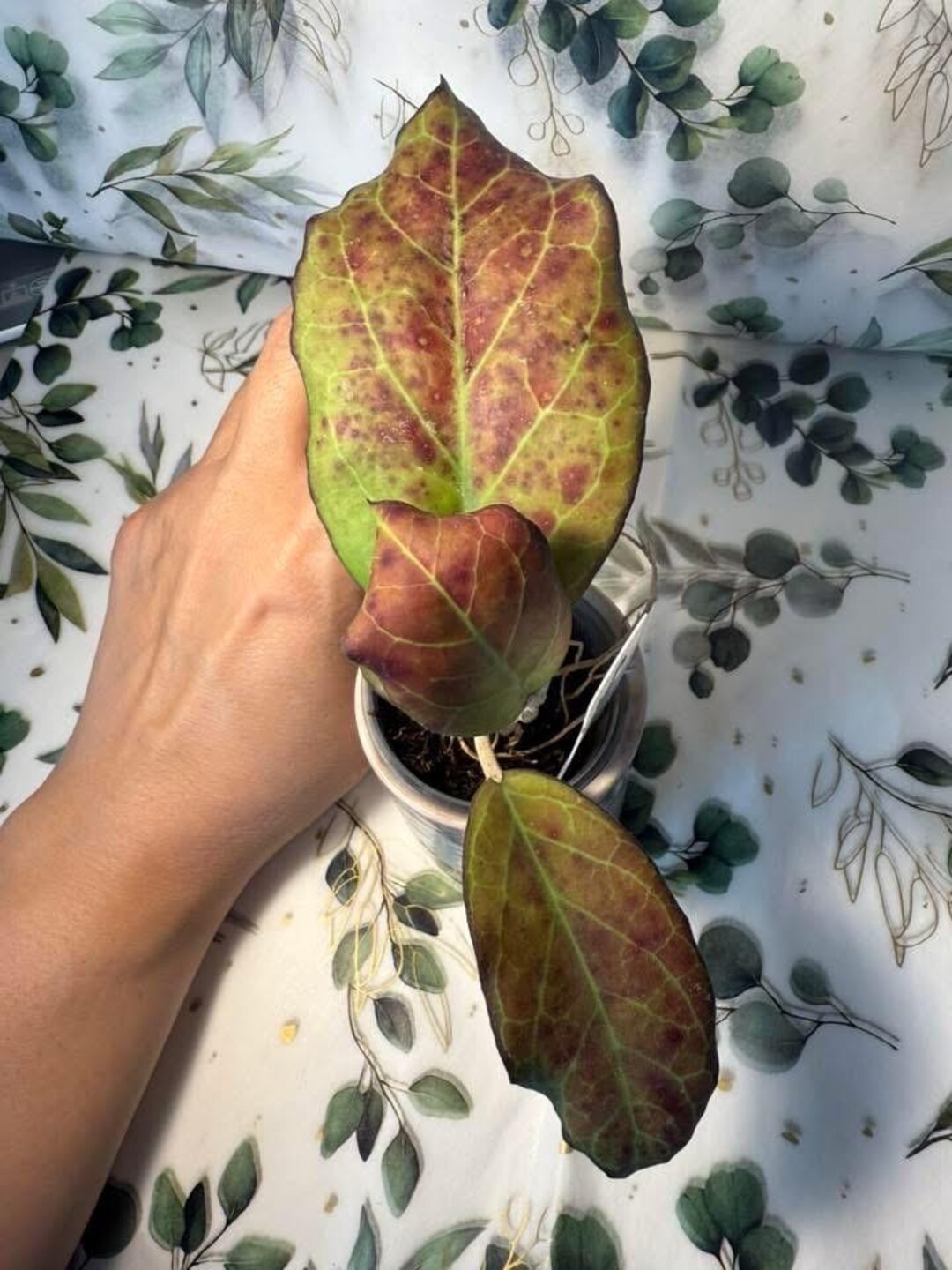 Hoya Seed 002 Rooted Cutting | Rare Hoya Hybrid | Sunstressed Foliage ...