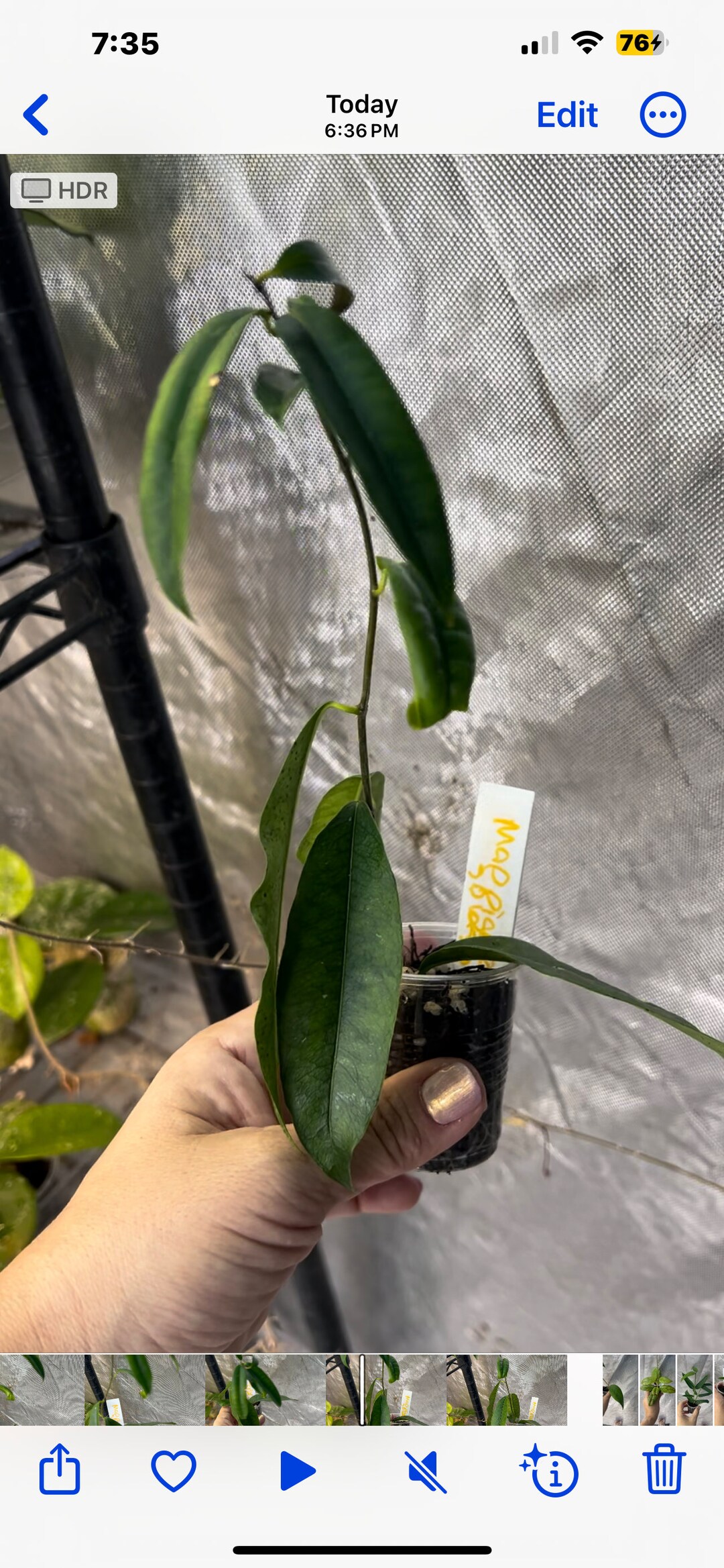 Hoya Mappigera Splash Large Plant US SELLER - Etsy