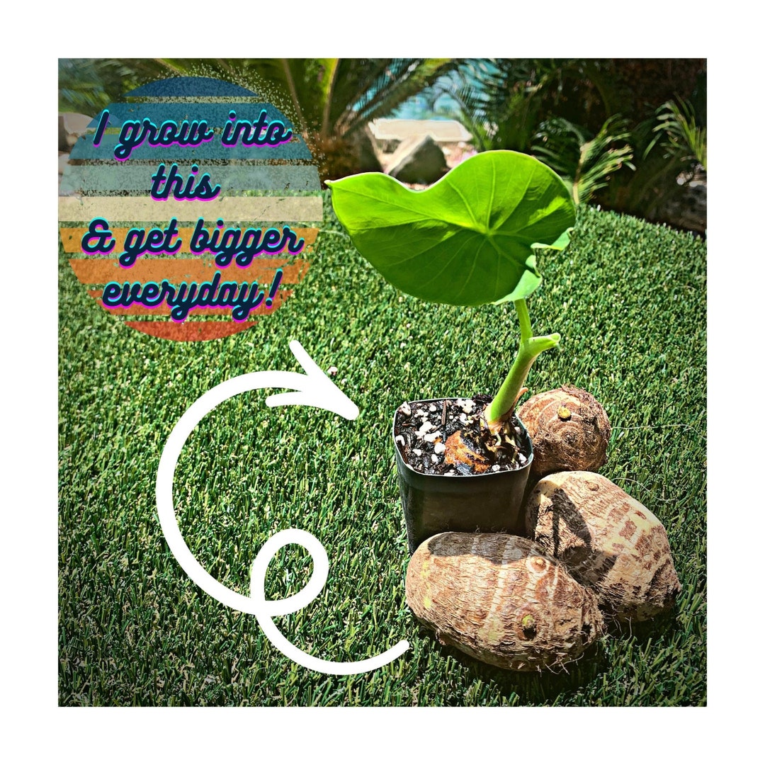3 Green Elephant Ear Taro Bulbs for Growing and Eating! 100% ...