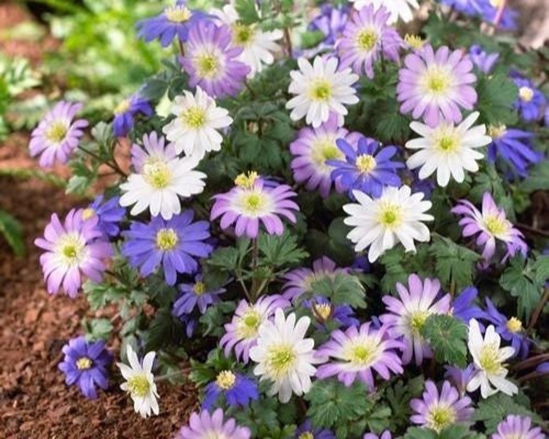 Anemone Flower Bulbs for Planting (3) - Easy to Grow Corms, Beautiful ...