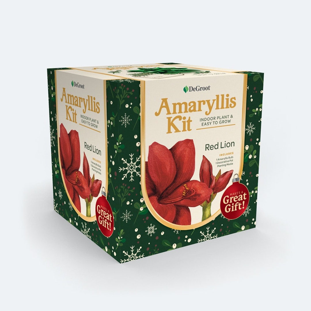 Amaryllis 'red Lion' Flower Gift Kit, Easy to Grow Indoor Plant Gift ...