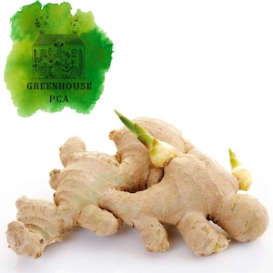 Live Organic Peruvian Ginger Rhizomes for Planting. Bulbs Will Arrive ...