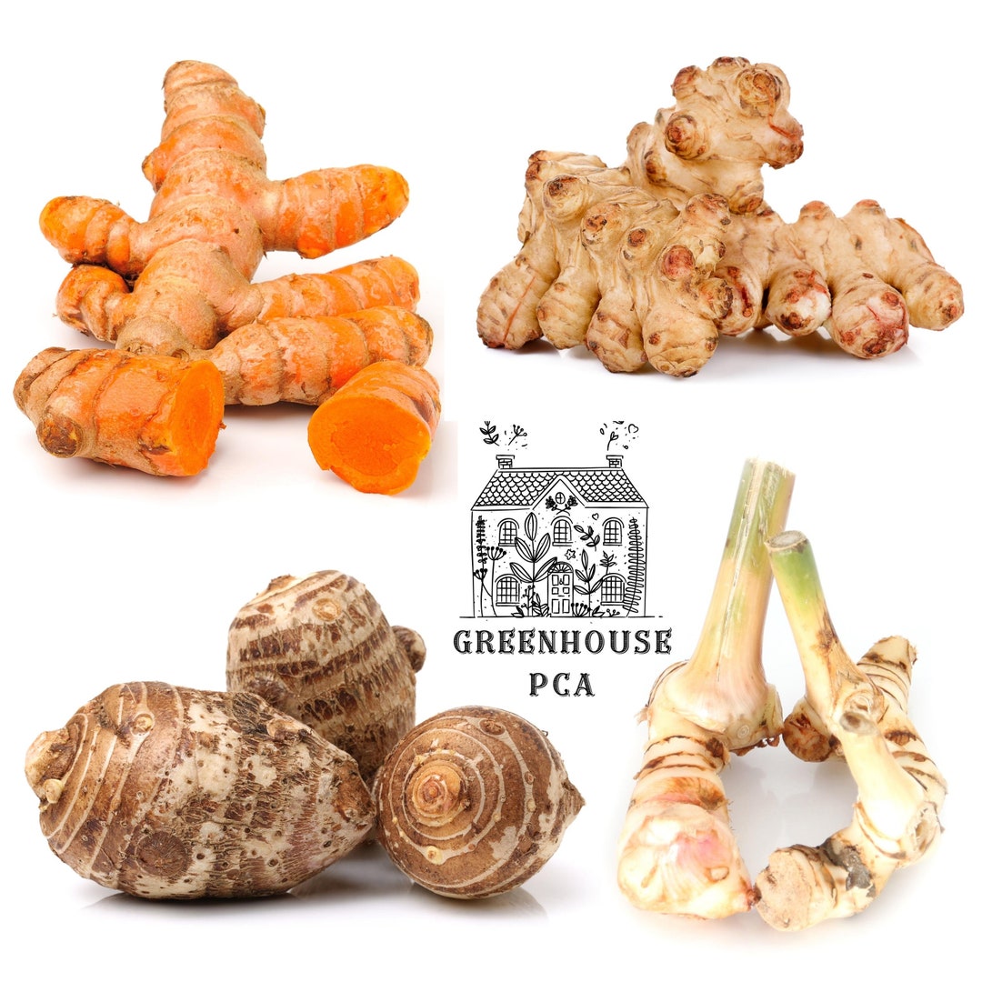 Edible Garden Bulb 4-pack | 3 Green Elephant Ear Taro, 3 Jerusalem ...